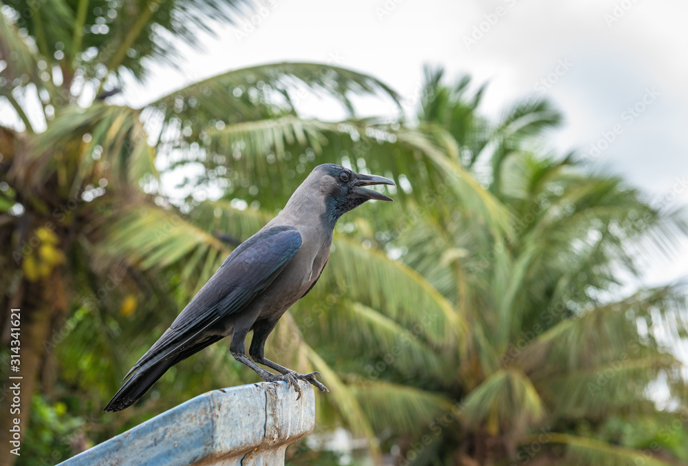 Side view portrait of an adult House crow (Corvus splendens) with open ...