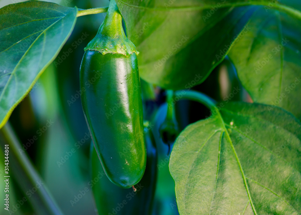 Organic jalapeño (Capsicum annuum) peppers on a jalapeno plant. Close ...