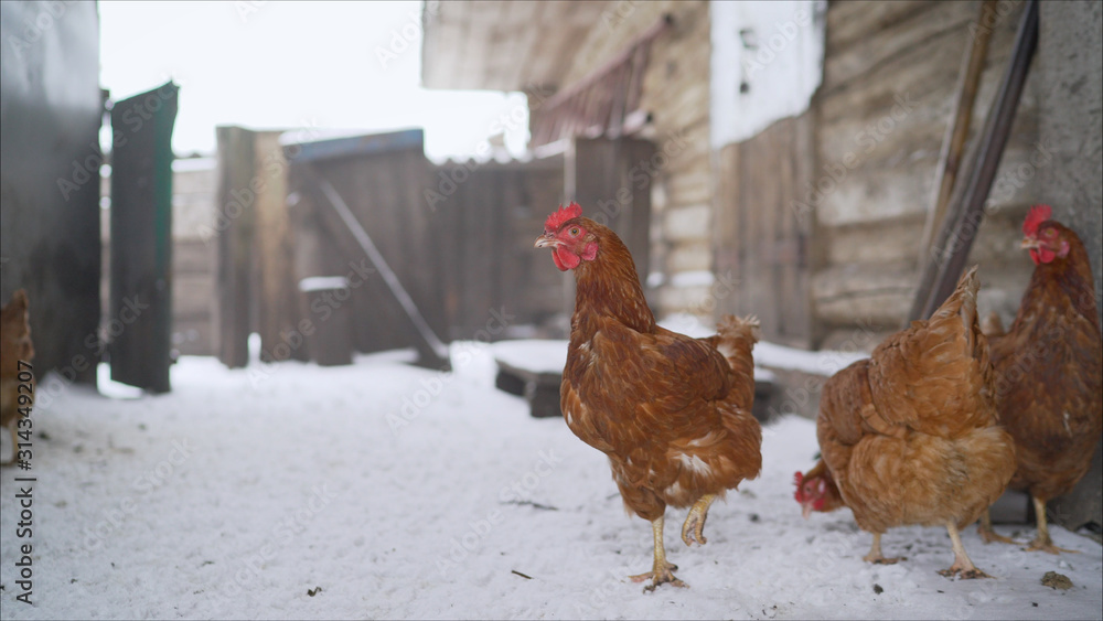 Chicken farm/Mountain village chicken farm stable with lots of hen ...