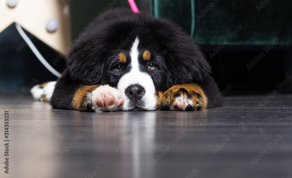 face, closeup, sad, bernese mountain dog, lying, head, beautiful ...