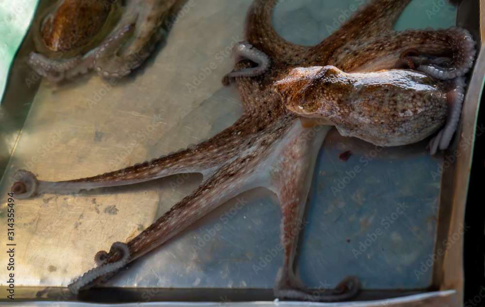 Freshly caught Mediterranean octopus at the famous Marsaxlokk fish ...