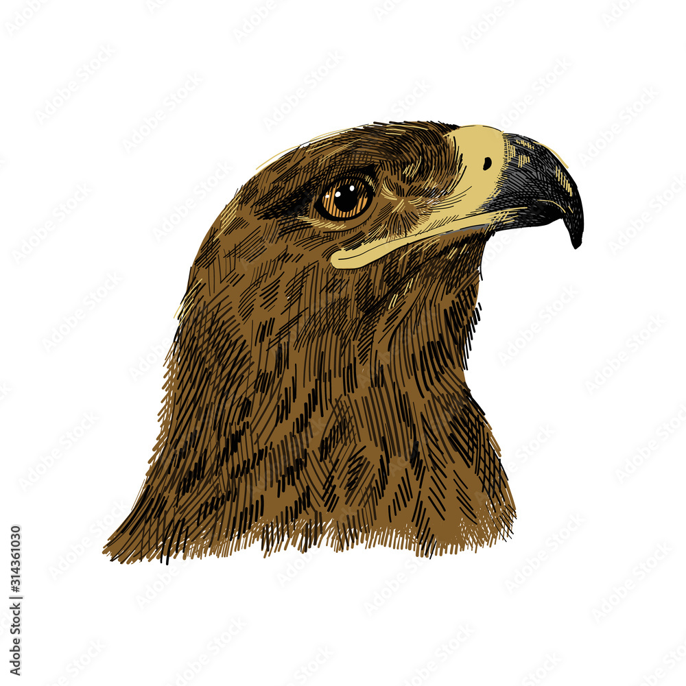Falcon Drawing Head