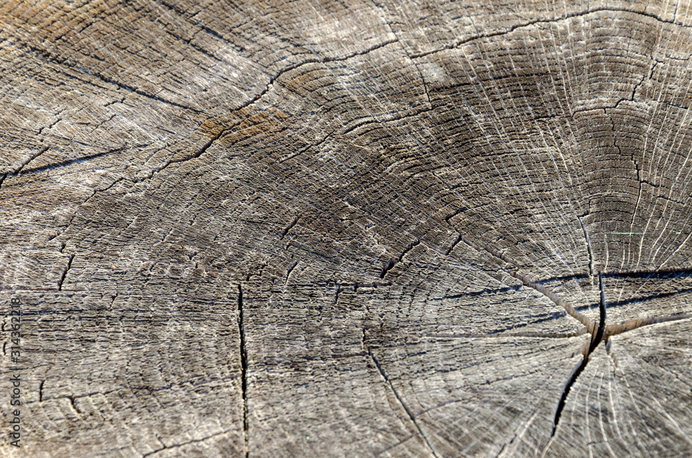 wood texture, closeup. Tree rings old weathered wood texture with the cross section of a cut log ...