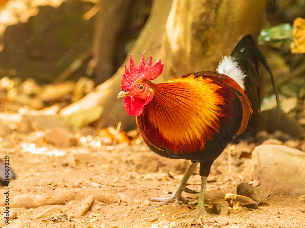 The Red Junglefowl (Gallus gallus) is thought to be the ancestor of the ...