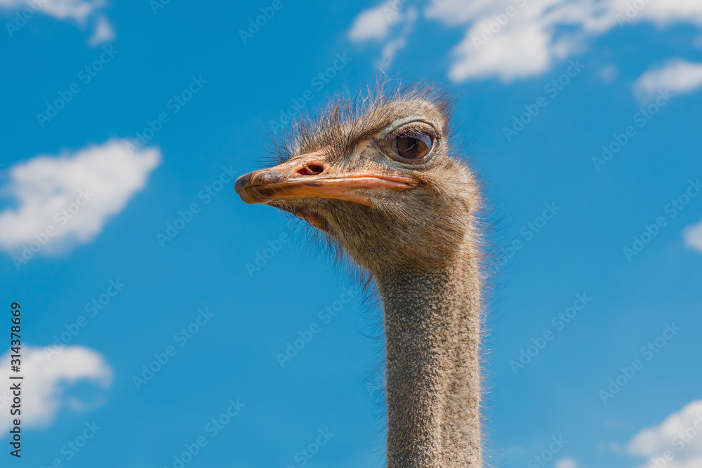 Head of ostrich on clear sky backdrop. Largest bird on blue backdrop ...
