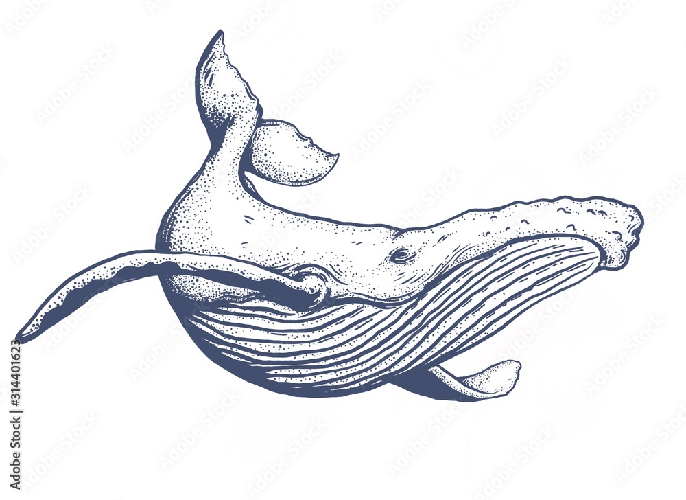 The humpback whale hand draw on white background Stock Illustration ...