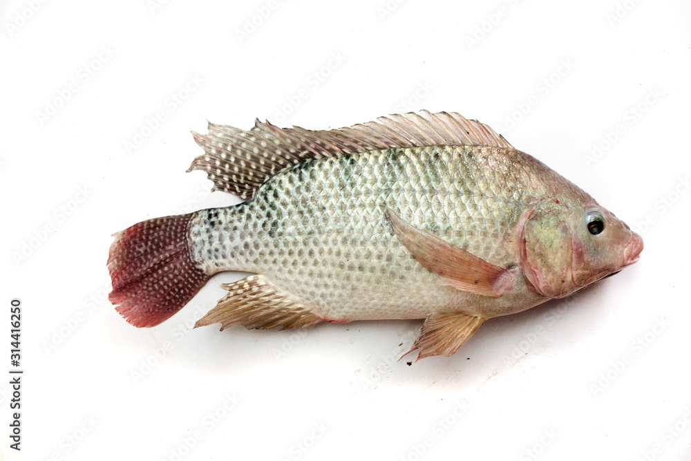 Nile tilapia fish isolated on white background Stock Photo | Adobe Stock