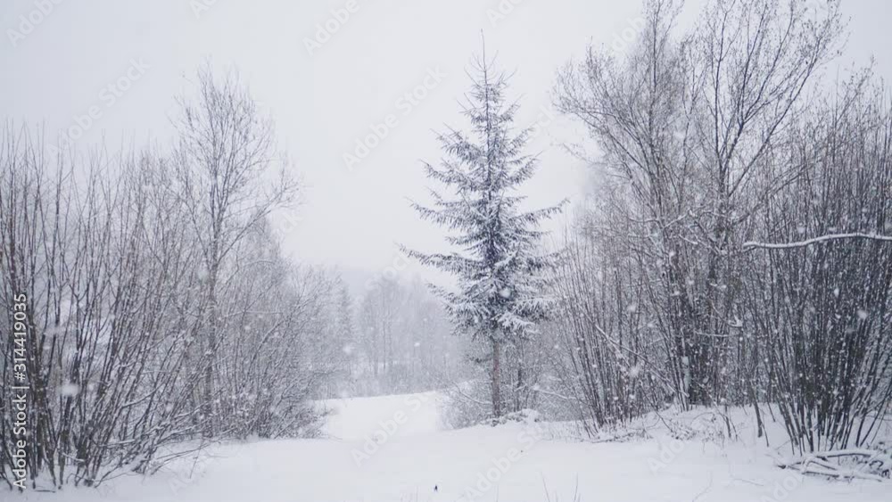 snow falling in slow motion in forest with fir tree, snow blizzard ...