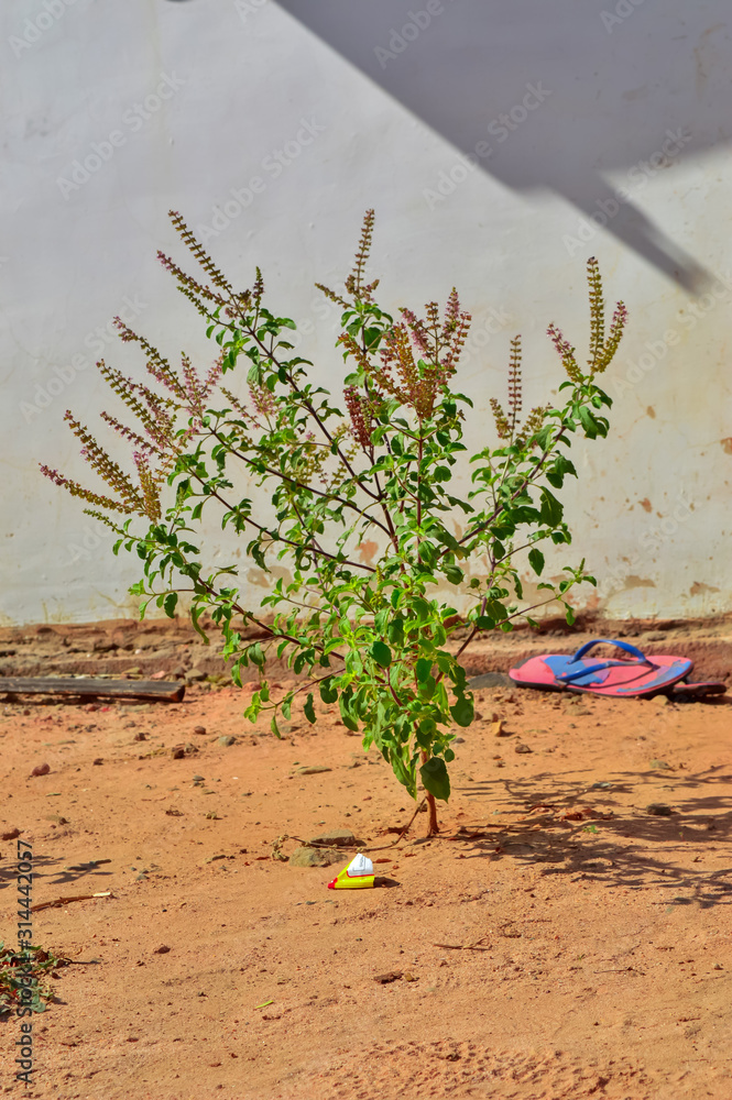 Foto de basil beautiful view,Basil plant/tree close ,Tulsi or Tulasi or ...