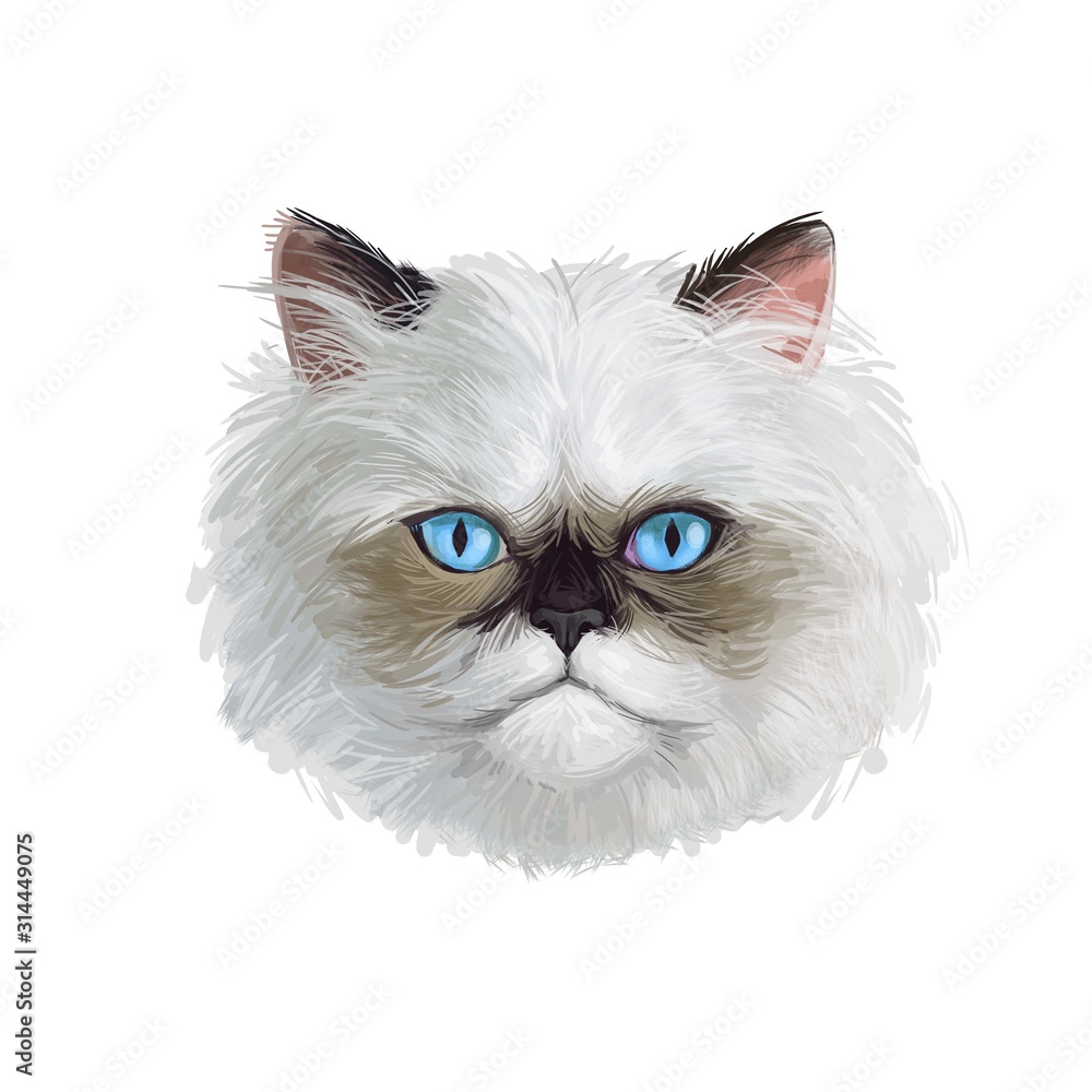Blue Color Point Persian Cat