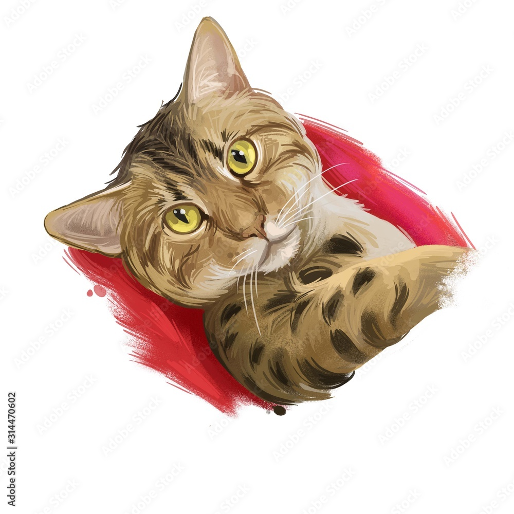 Chocolate Abyssinian