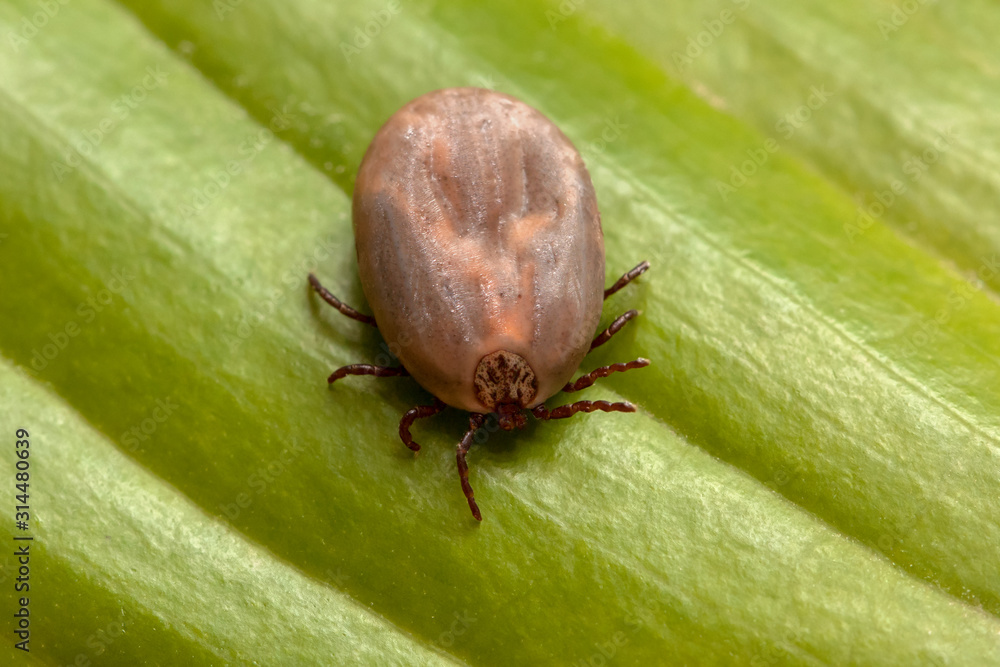 Closeup of an adult tick on green leaf, Ixodidae tick scapularis ...