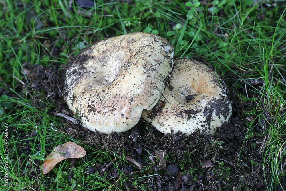 Russula chloroides (Russula delica var. chloroides), known as Blue Band ...