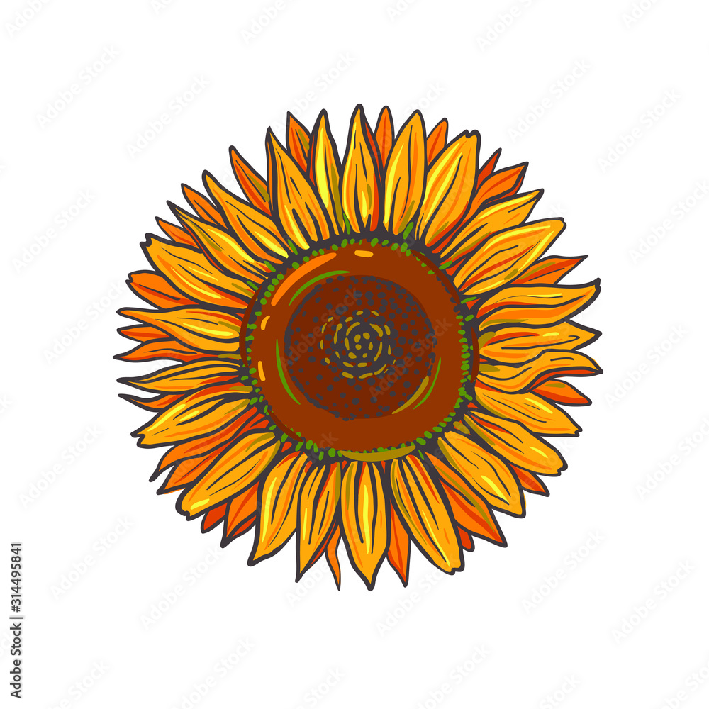 Vector sunflower isolated on white. Beautiful vector botanical ...