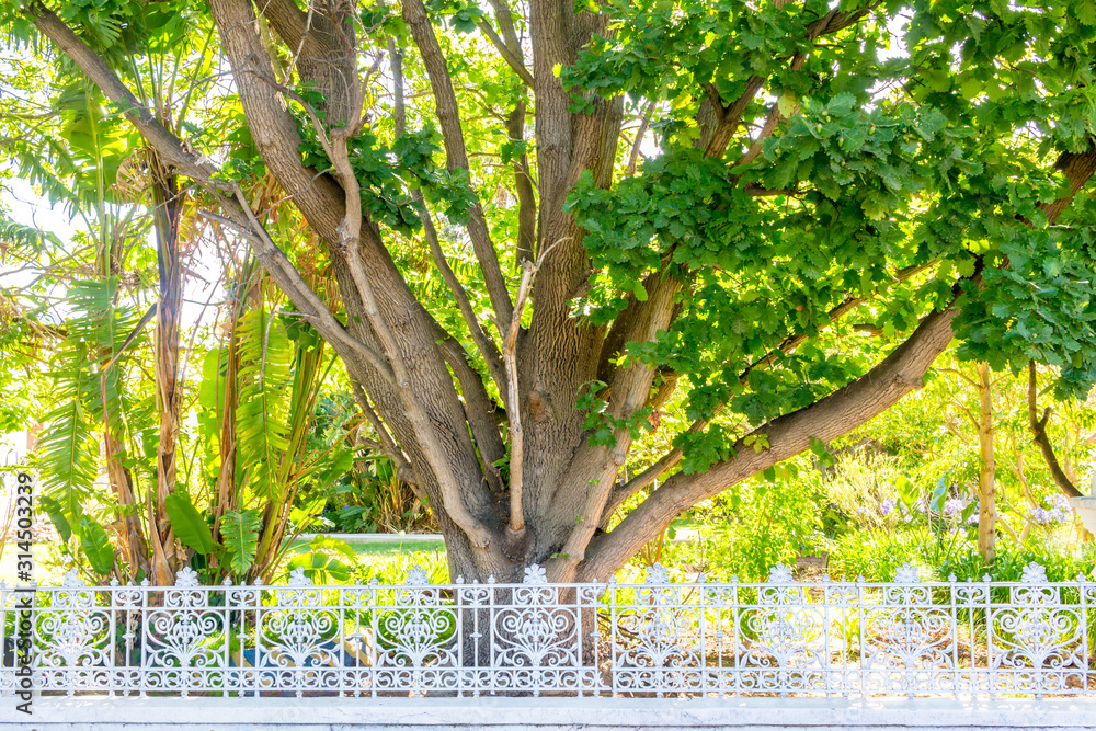 Old oak tree in a garden behind low white wrought iron fence in Montagu ...