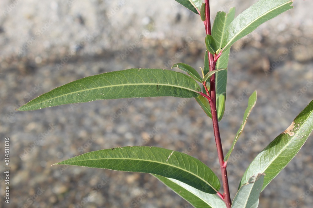 Red Willow, Salix Laevigata, only succeeds in moist conditions. On ...