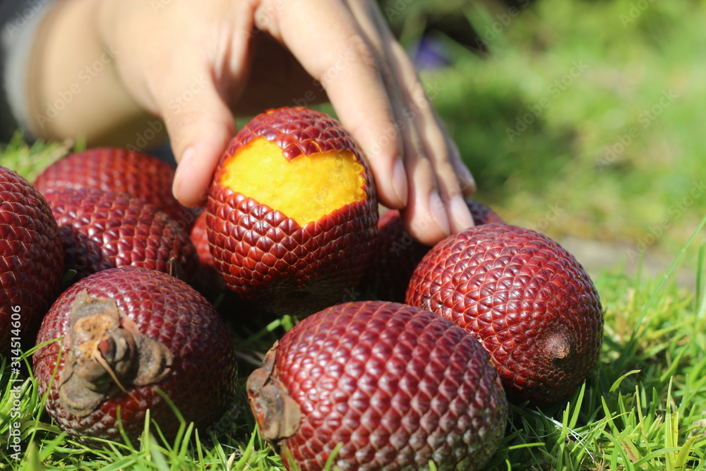 producción de aguaje en Perú Stock Photo | Adobe Stock