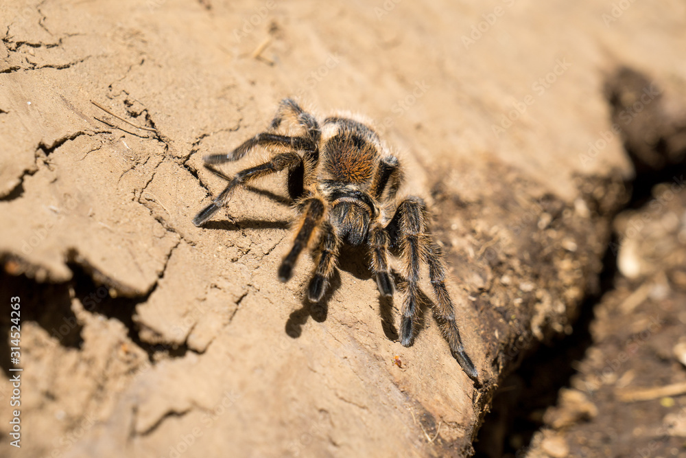 Grammostola rosea, Rote Vogelspinne Chile Stock Photo | Adobe Stock