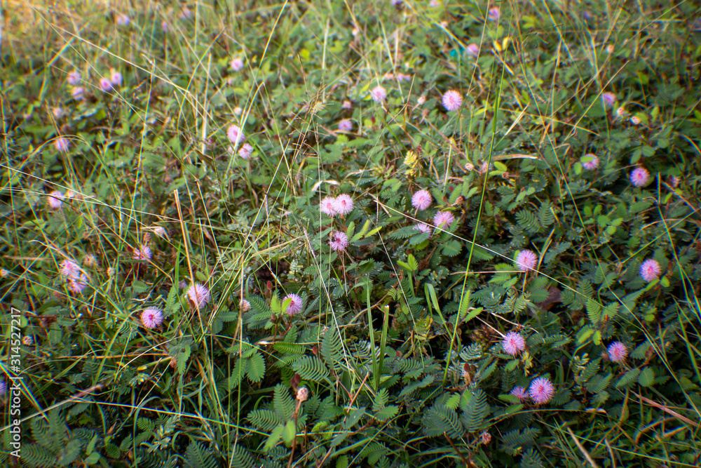 Mimosa pudica flower from Masinagudi, Mudumalai National Park, Tamil ...