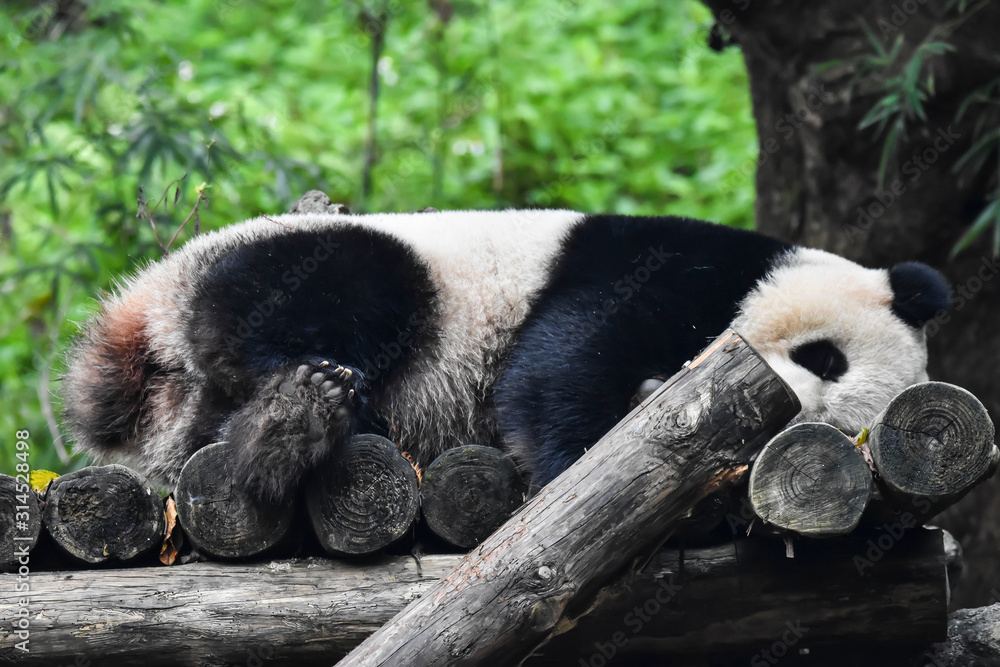 Oso Panda Durmiendo