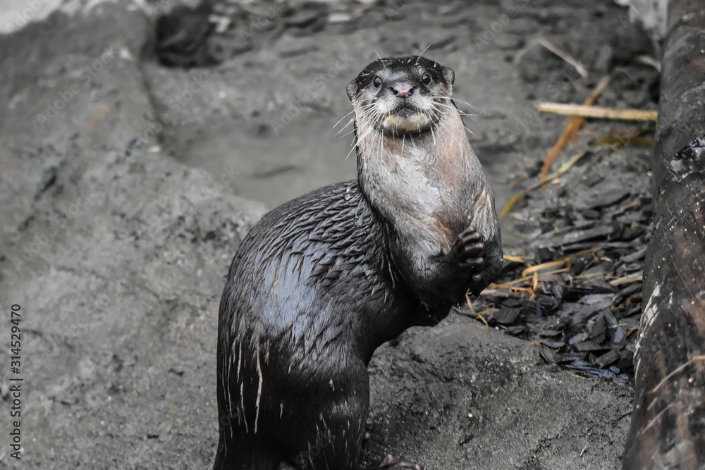 Una nutria parada juntando las manos como si rezara. Stock Photo ...