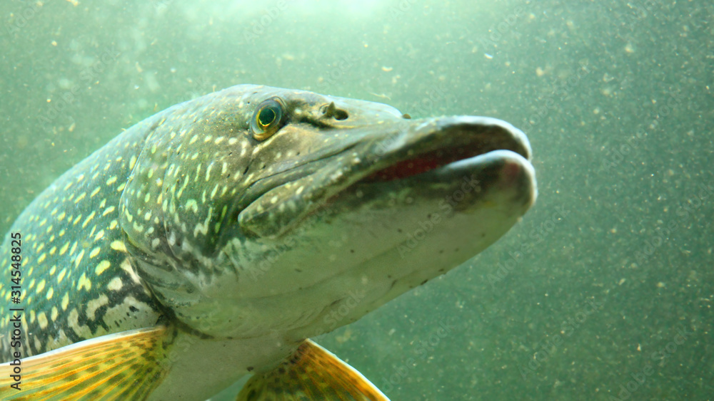 The Northern Pike - Esox Lucius. Underwater photo of giant fish from ...