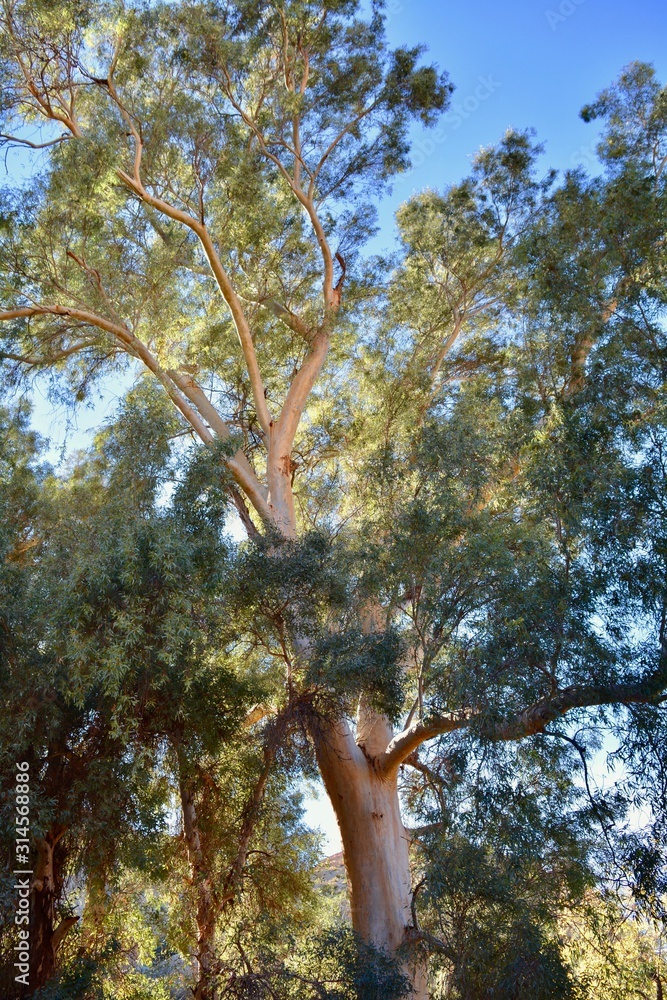 Eucalyptus Eucalypt Gum Tree in Afternoon Light Stock Photo | Adobe Stock