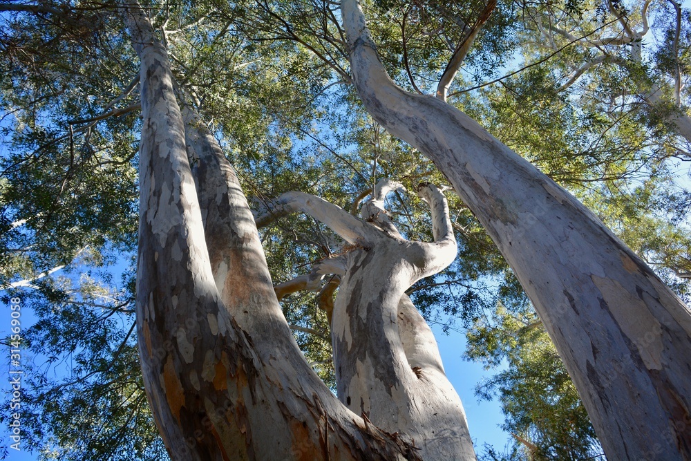 Eucalyptus Eucalypt Gum Tree Canopy Stock Photo | Adobe Stock