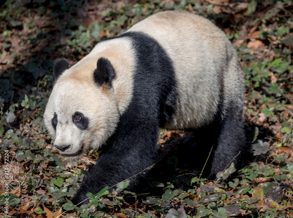 Front View of Panda Bear "Bei Bei" Taking a Walk in the forest of ...