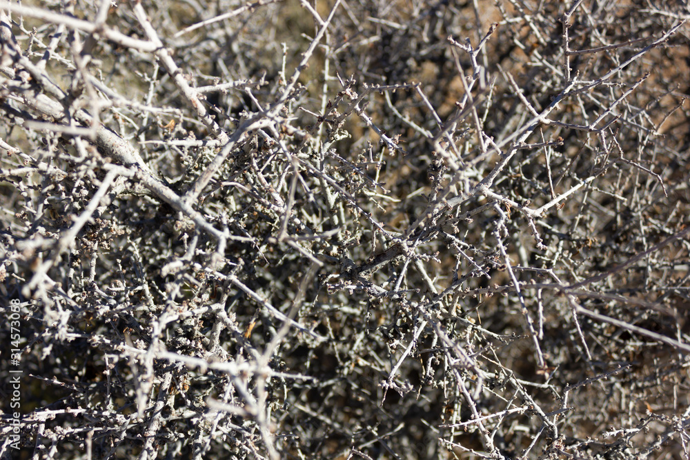 Desert Bush Texture