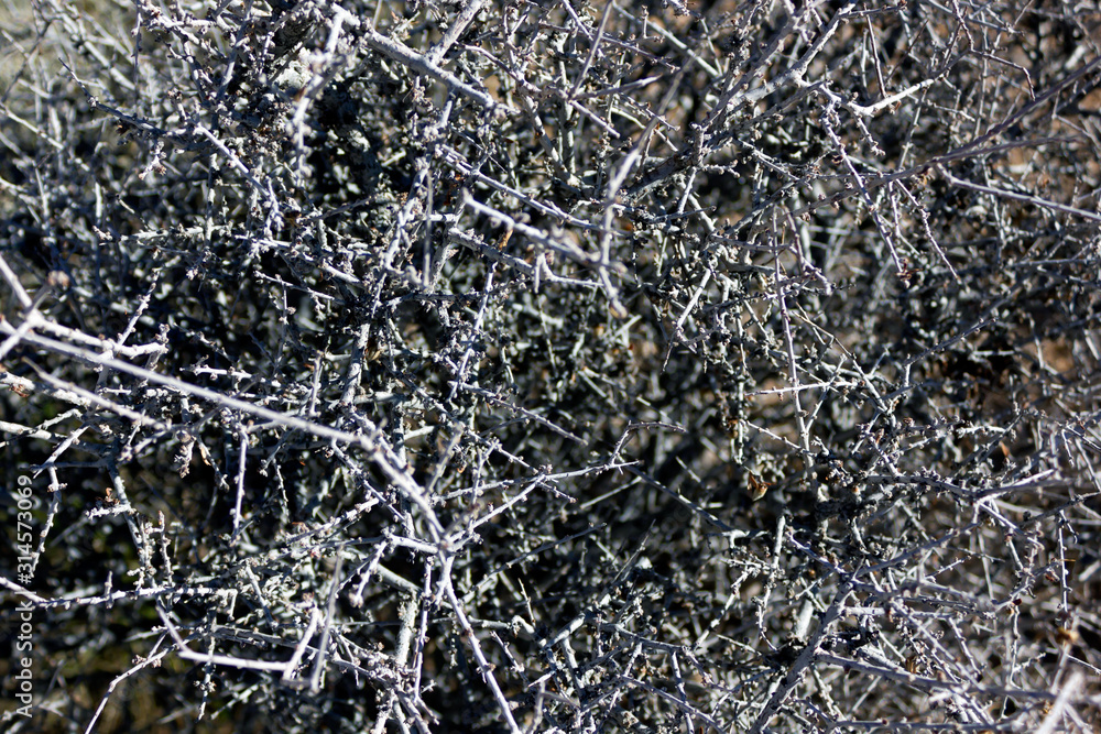 Grey dead dry bush texture frost in the desert backdrop Stock Photo ...