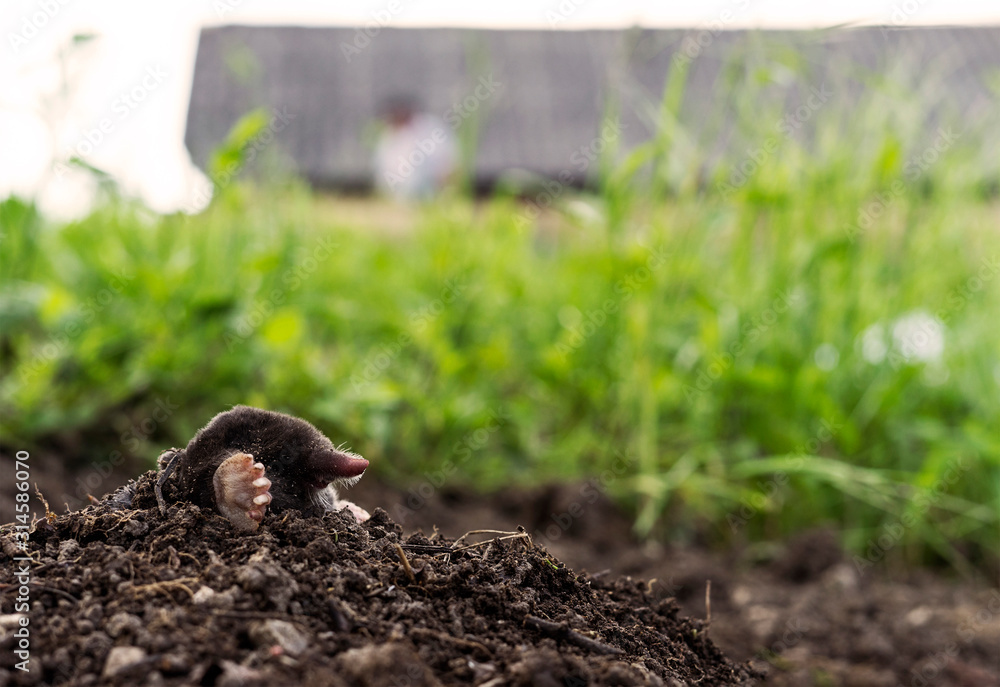 mole sticking out of earth. Stock Photo | Adobe Stock