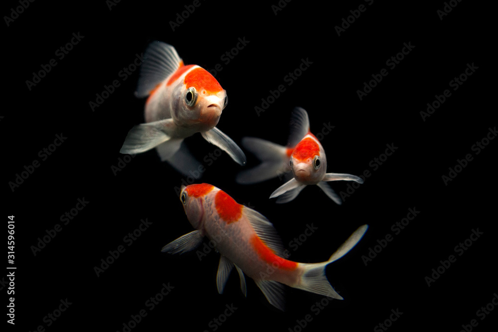 Butterfly koi fish Long Tail isolated on black . Stock Photo | Adobe Stock