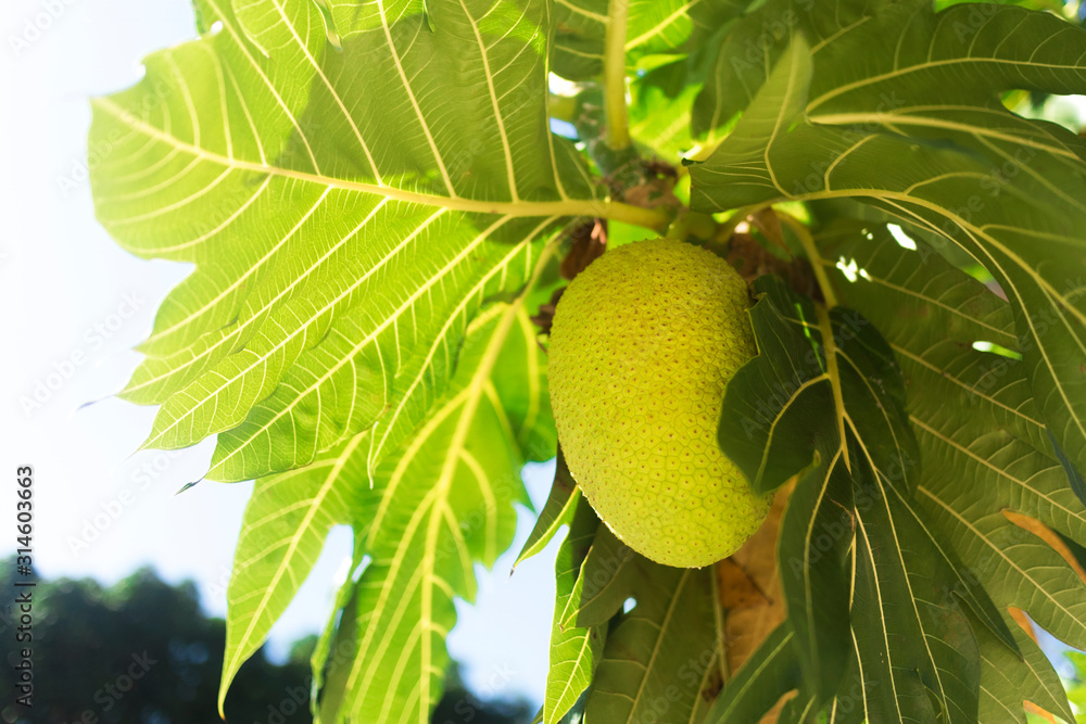 Breadnut Tree