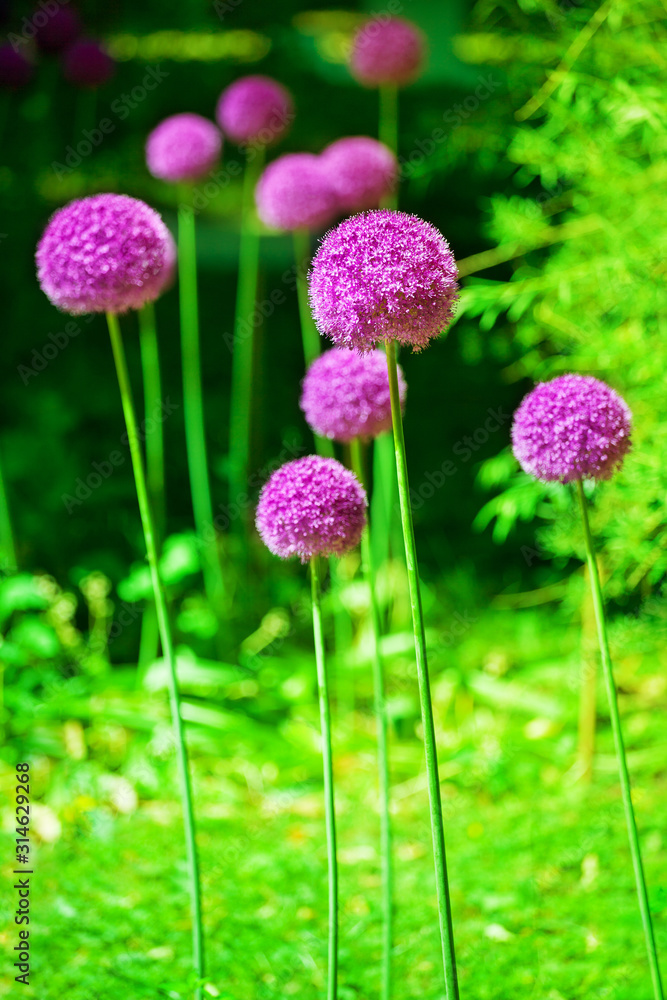 Big Round Flowers Plant