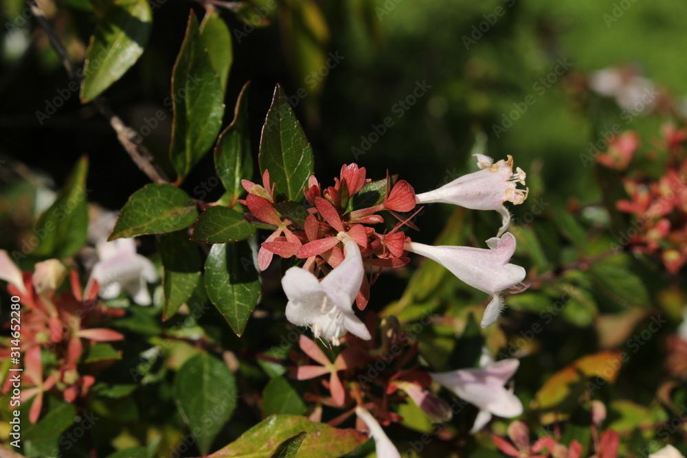 Hybrid "Glossy Abelia" flowers in St. Gallen, Switzerland. Its Latin ...