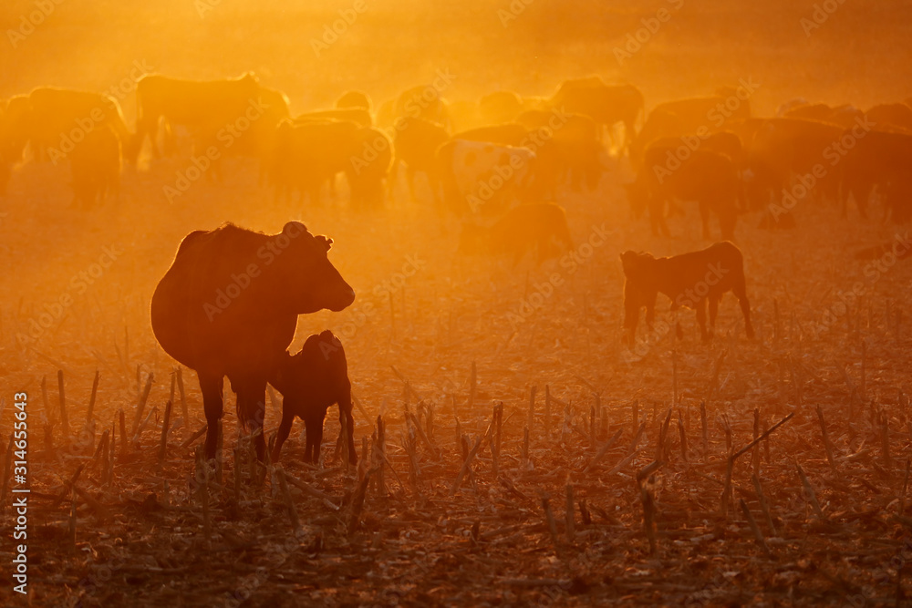 Free-range cattle, including cows and calves, feeding on dusty field at ...