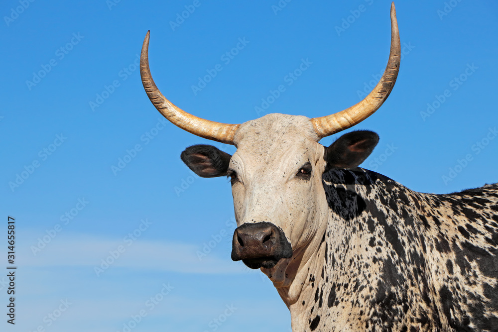 Portrait of a Nguni cow - indigenous cattle breed of South Africa ...
