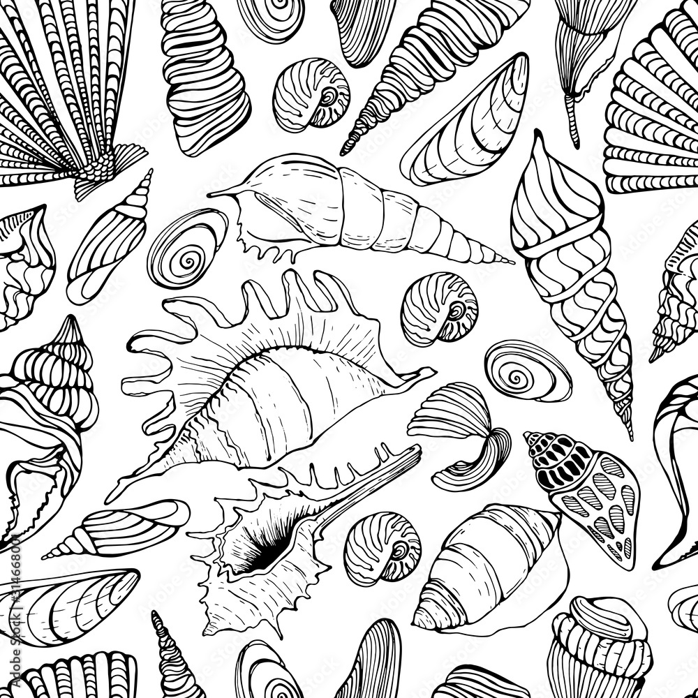 Beautiful Shells Drawings