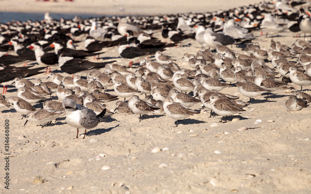 Cluster of black bellied plovers Pluvialis squatarola birds Stock Photo ...