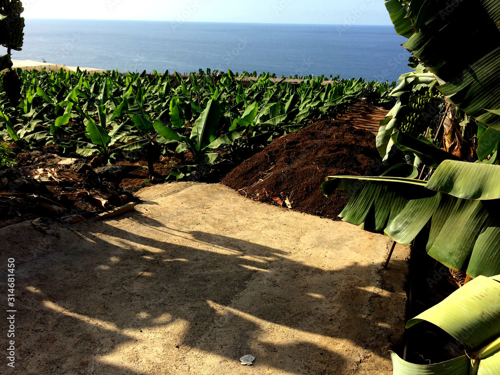 Banana plantation receiving a load of compost for improving the soil ...