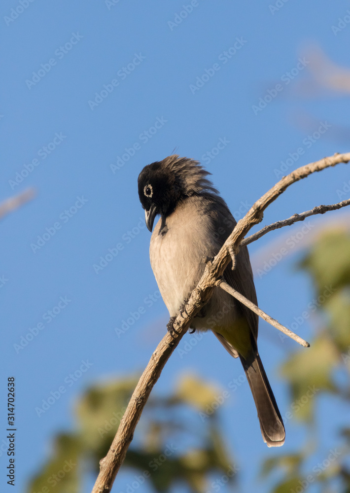 background, be'er sheva, beer sheba, beer sheva, beersheba, bird, birds ...