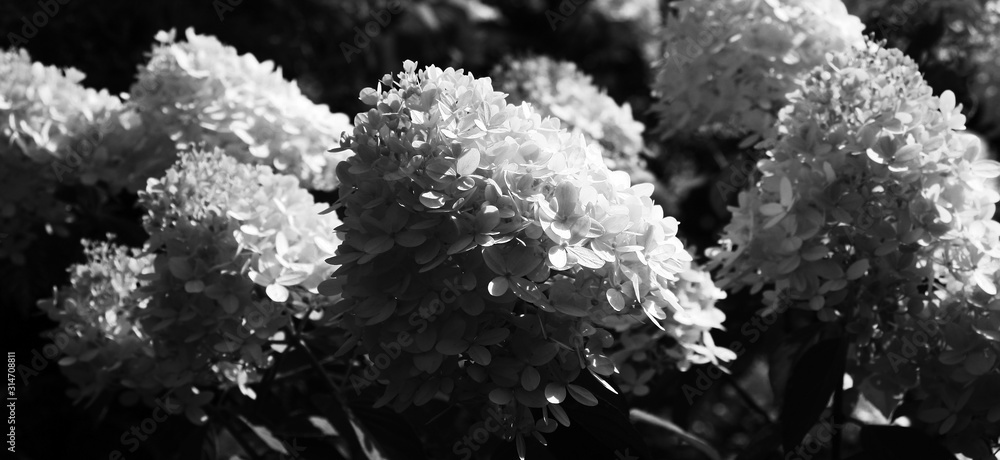 Magnificent inflorescences of a hydrangea paniculata of a grade ...