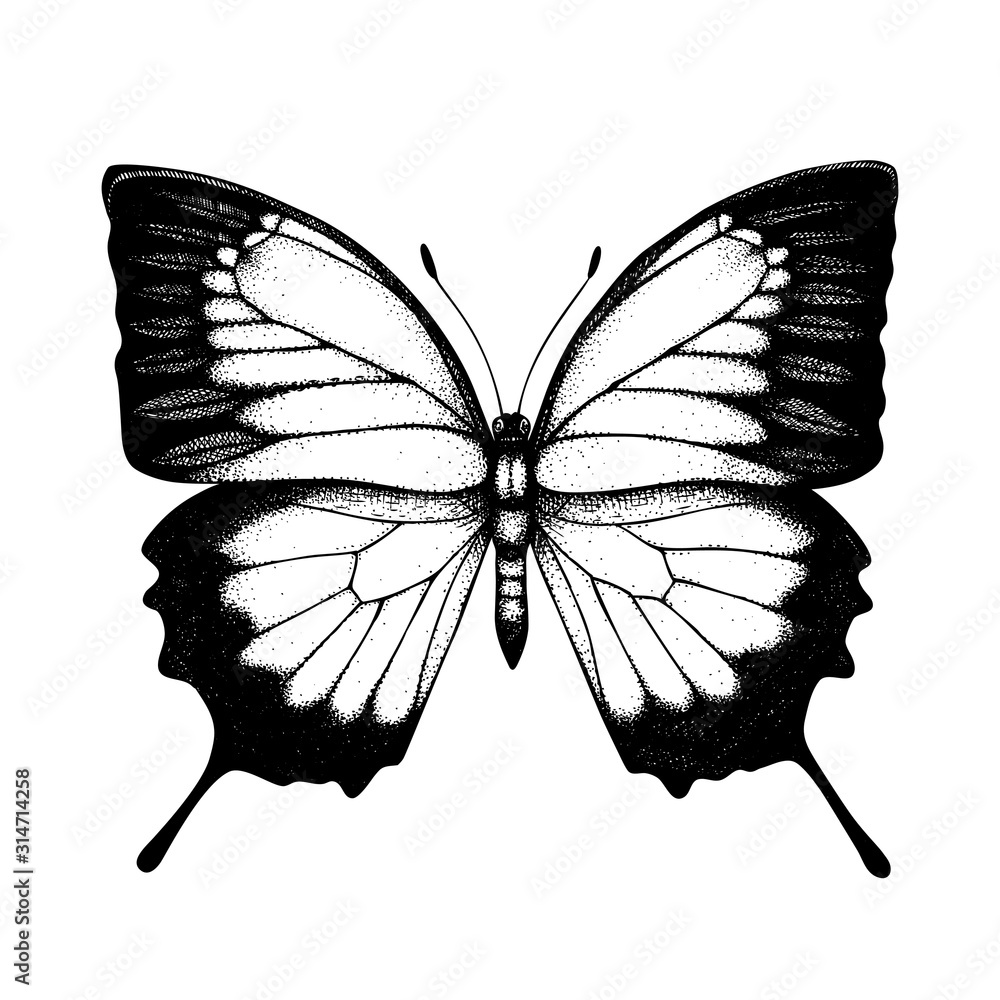 High detailed illustration of Ulysses butterfly. Hand drawn sketch of ...