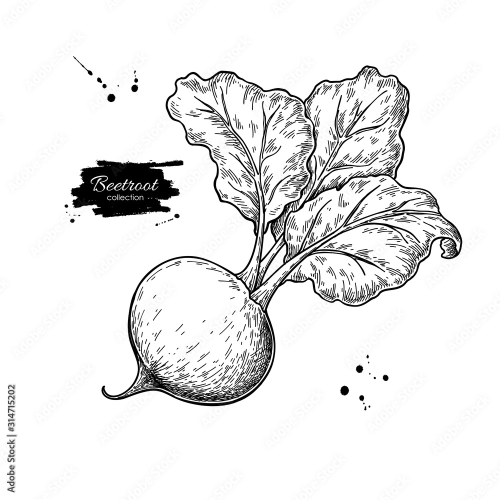 Beetroot vector drawing. Isolated hand drawn object. Vegetable engraved ...