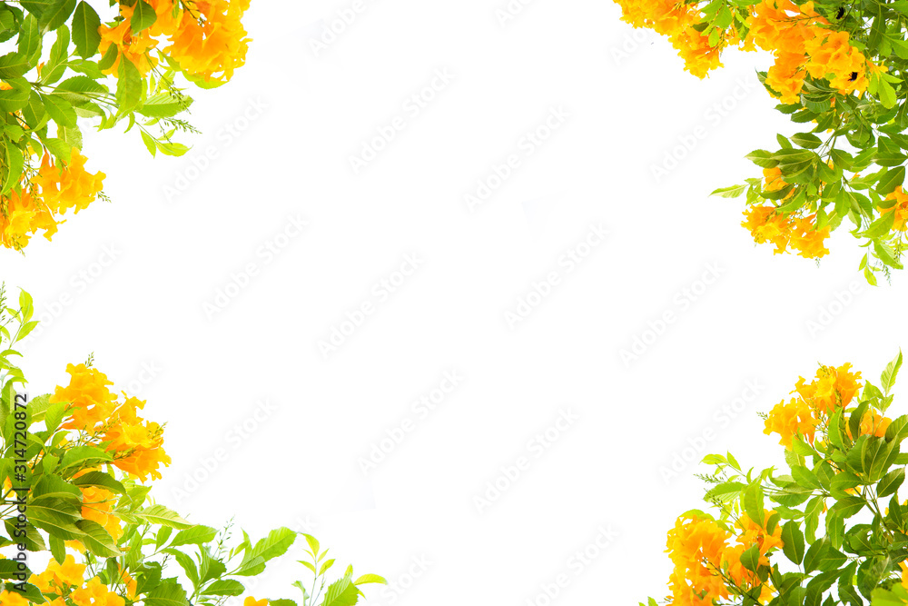 Yellow Flower Frame