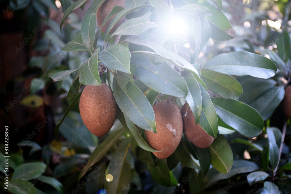 Manilkara zapota, commonly known as sapodilla, sapota, chikoo ...