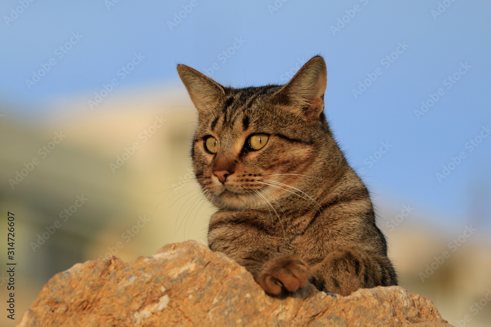 Gato curioso Stock Photo | Adobe Stock