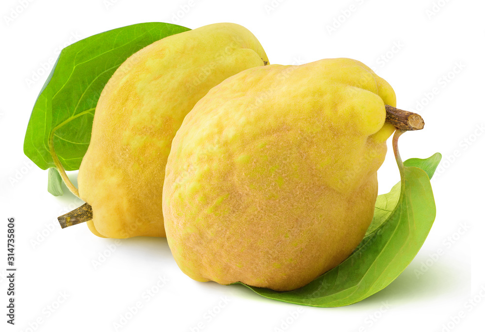 Isolated quince fruits. Two quinces isolated on white background with ...