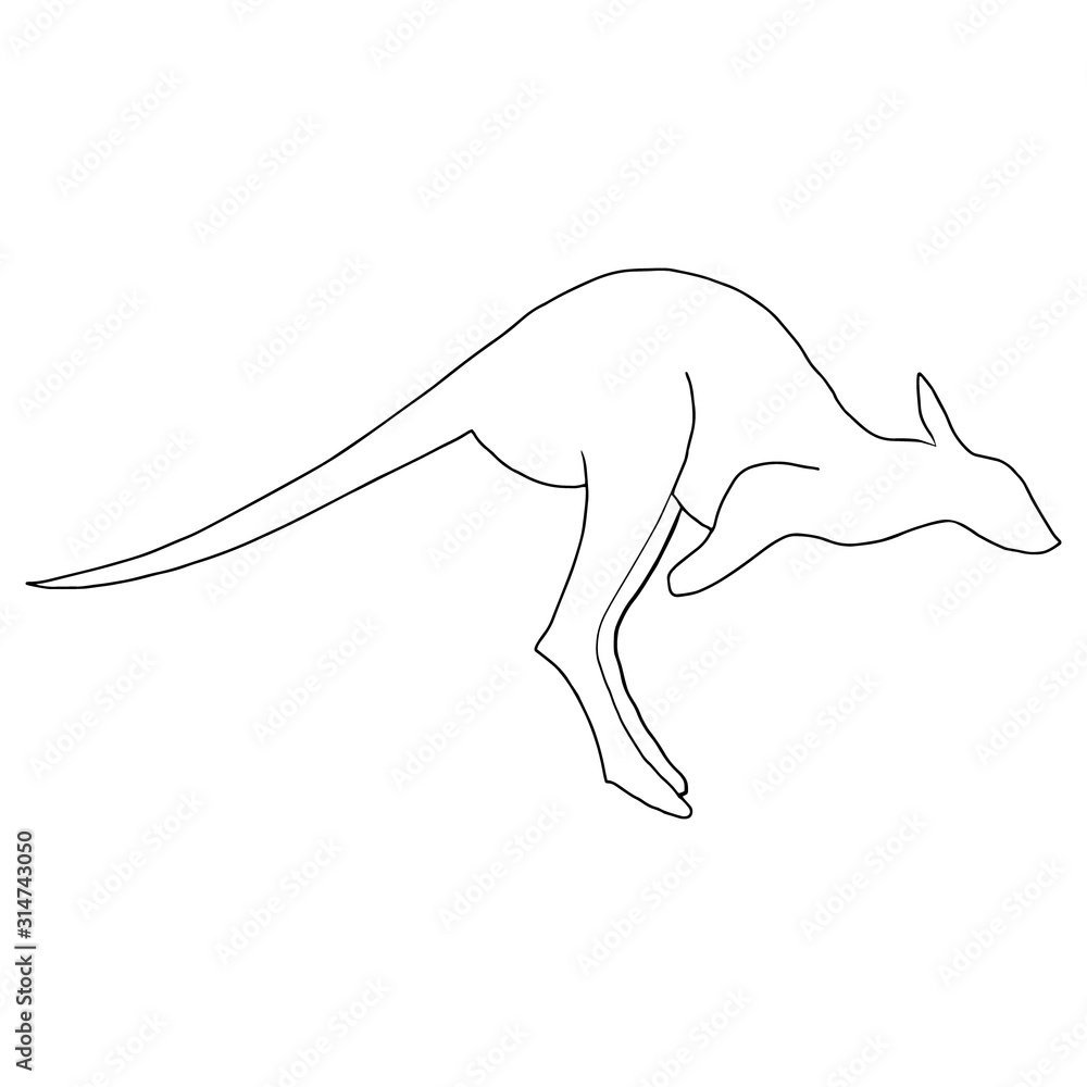 Kangaroo outline drawing. Hand drawing. Black and white image isolated ...